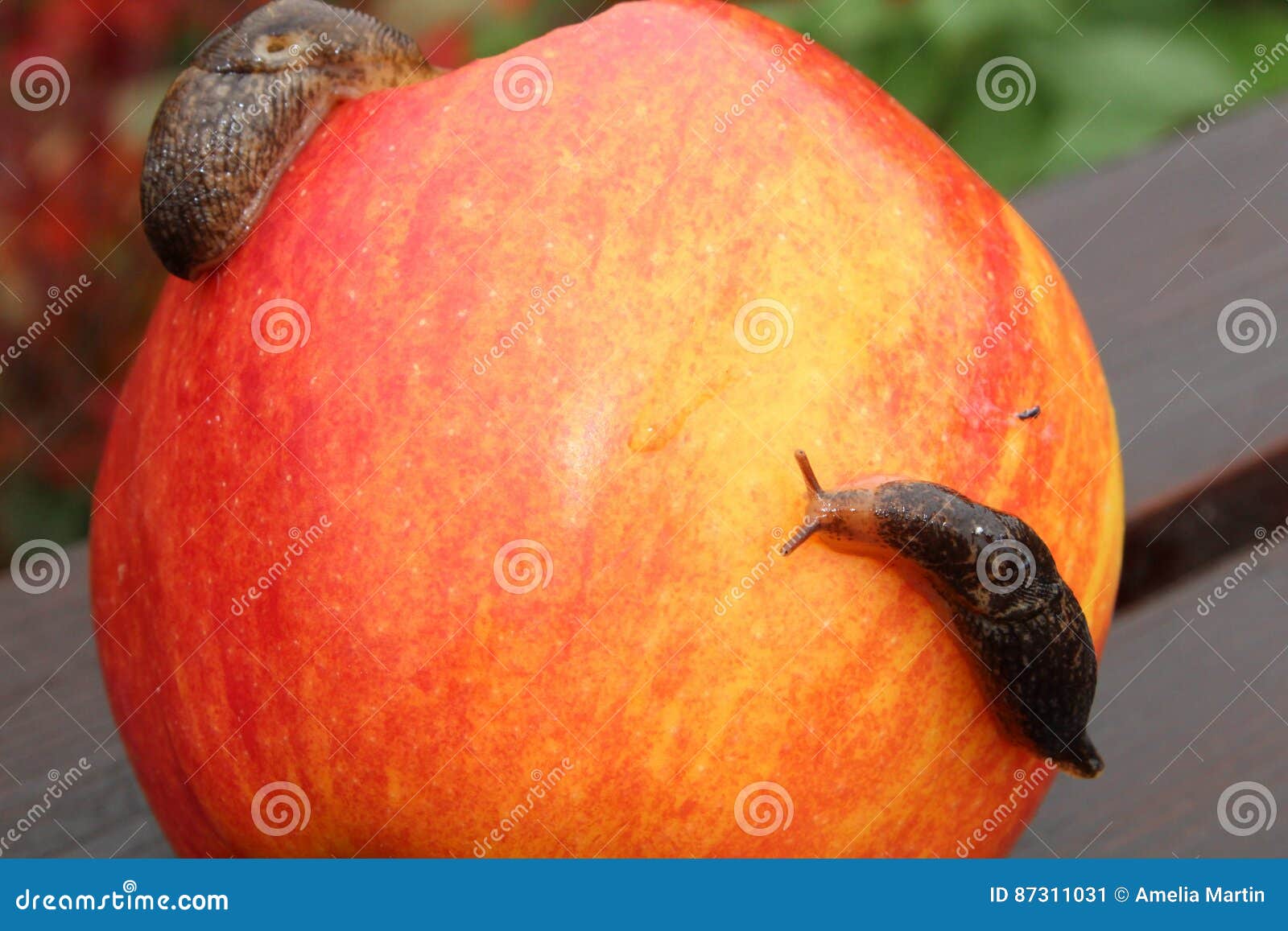 Slug Crawling Over a Red Apple Stock Image - Image of garden, ground ...
