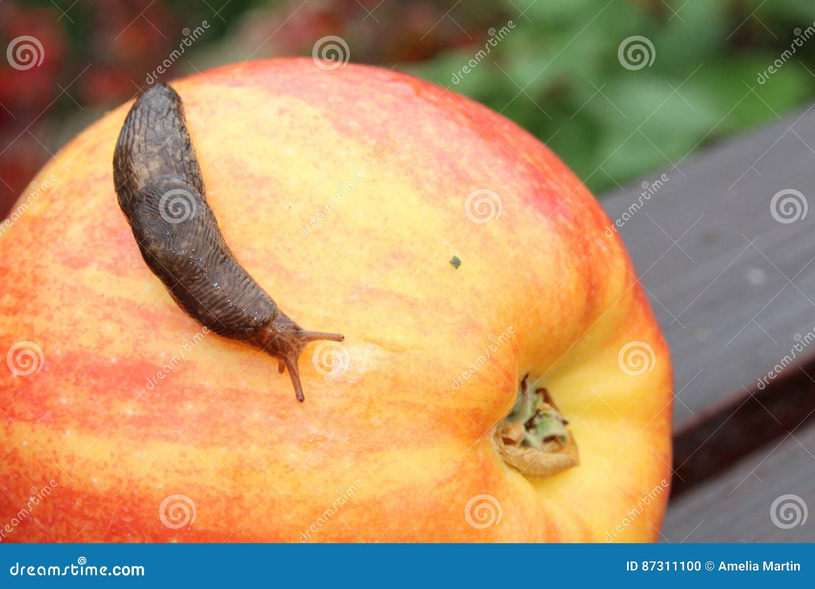 Slug Crawling Over a Red Apple Stock Photo - Image of animal, fall ...