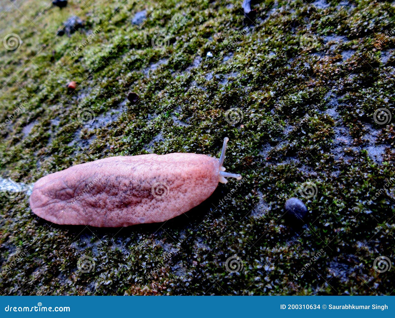 Slug Crawling Over a Wet Mossy Land Which is Also Called Snails without ...