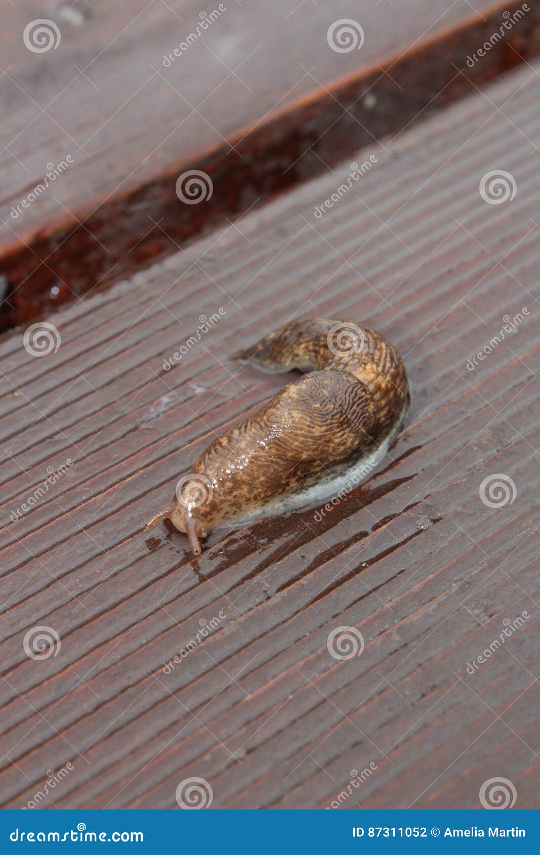 Slug Crawling Over Wet Wood Stock Photo - Image of pneumostome ...