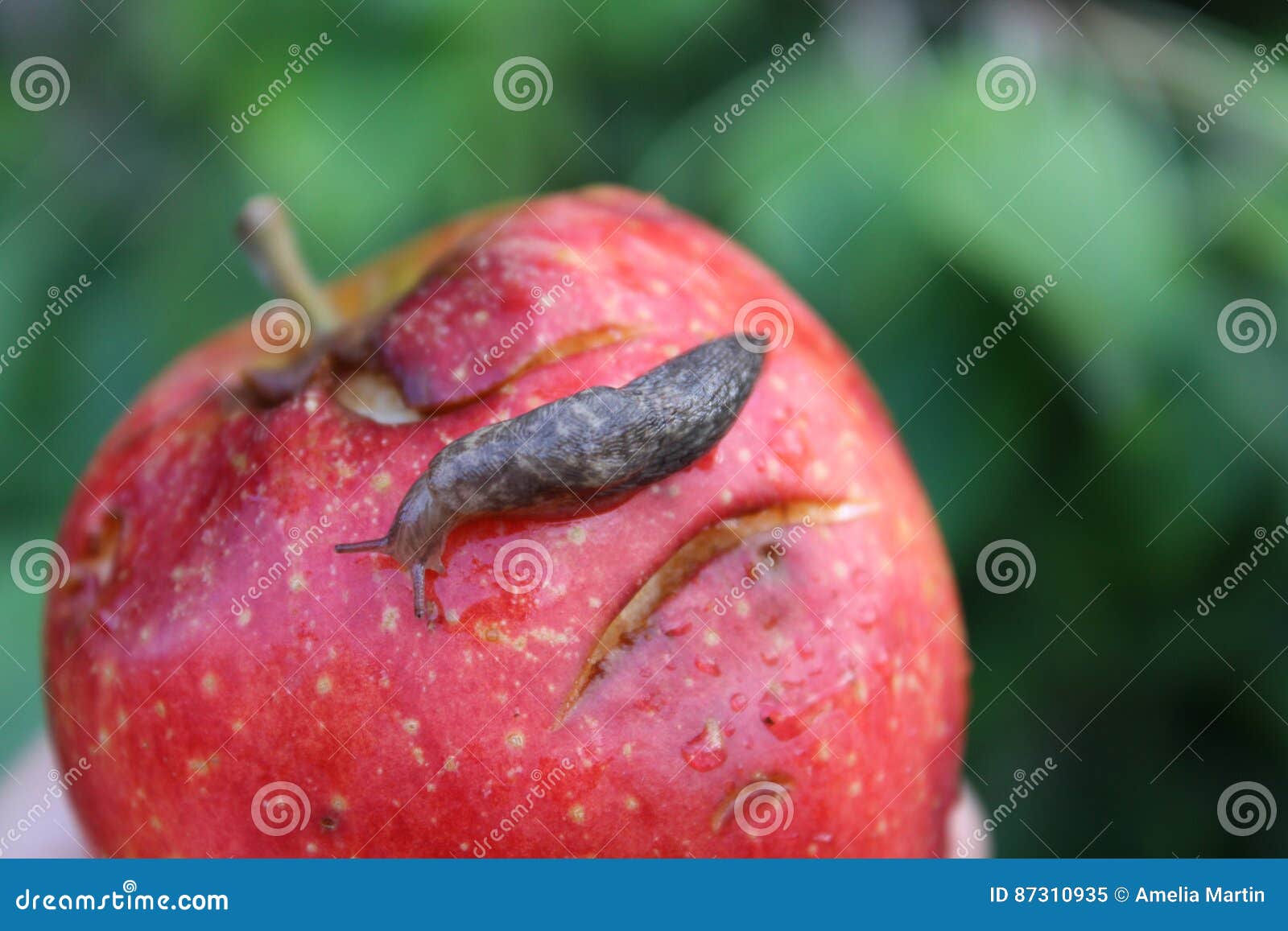 Slug Crawling on Overripe Bruised Apple Stock Image - Image of invasion ...