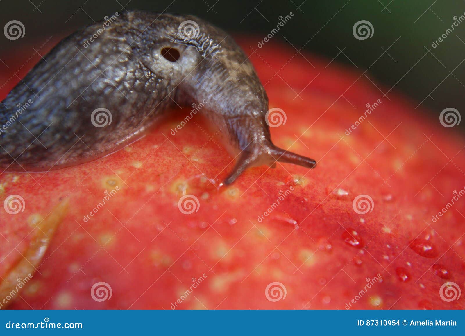 Slug Crawling on Overripe Bruised Apple Stock Photo - Image of kill ...