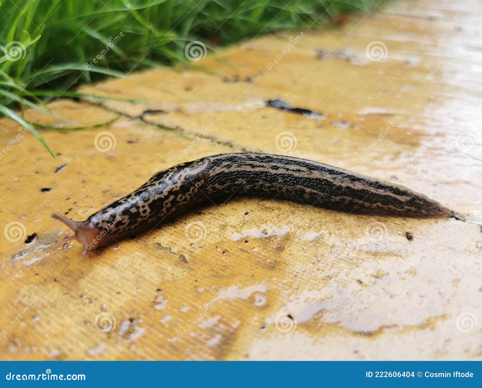 Disgusting Slug On Mushrooms. Harmless To Humans, Dangerous To ...