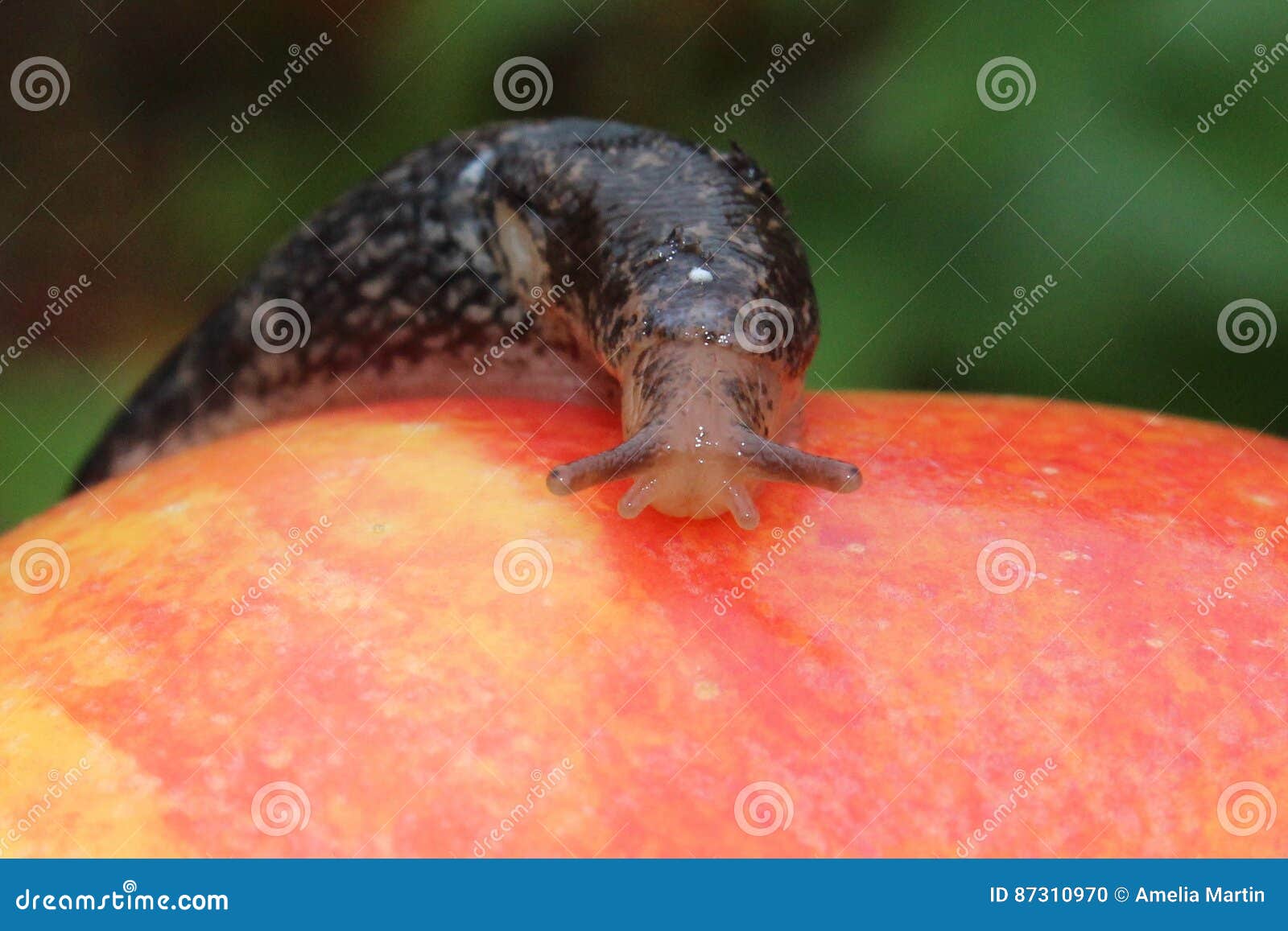 Slug Crawling on a Red Apple Stock Photo - Image of macro, garden: 87310970