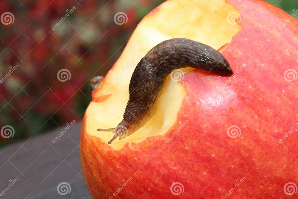 Slug Crawling on a Red Apple with a Bite in it Stock Photo - Image of ...