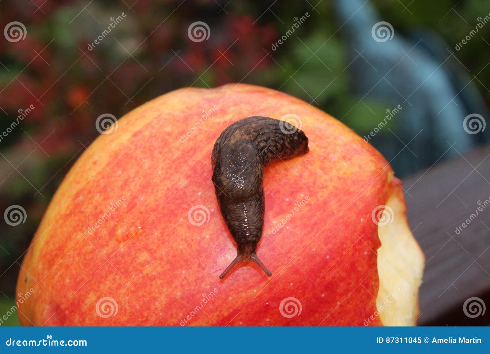 Slug Crawling on a Red Apple with a Bite in it Stock Image - Image of ...