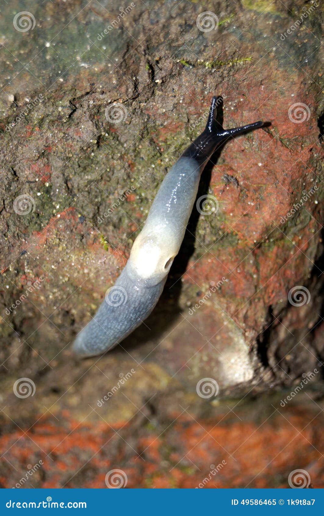 Slug crawling stock image. Image of snail, animal, pest - 49586465