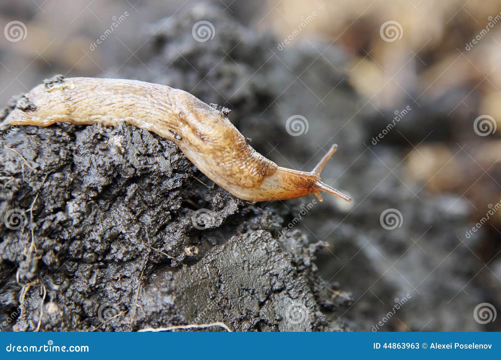Slug Crawling On A Toadstool In The Forest Royalty-Free Stock ...