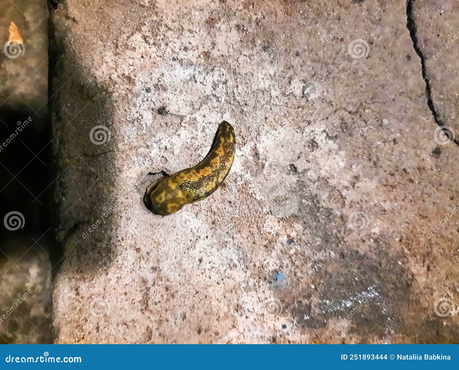 The Slug Crawls on the Concrete Surface. the Slug Eats Dog Food Stock ...