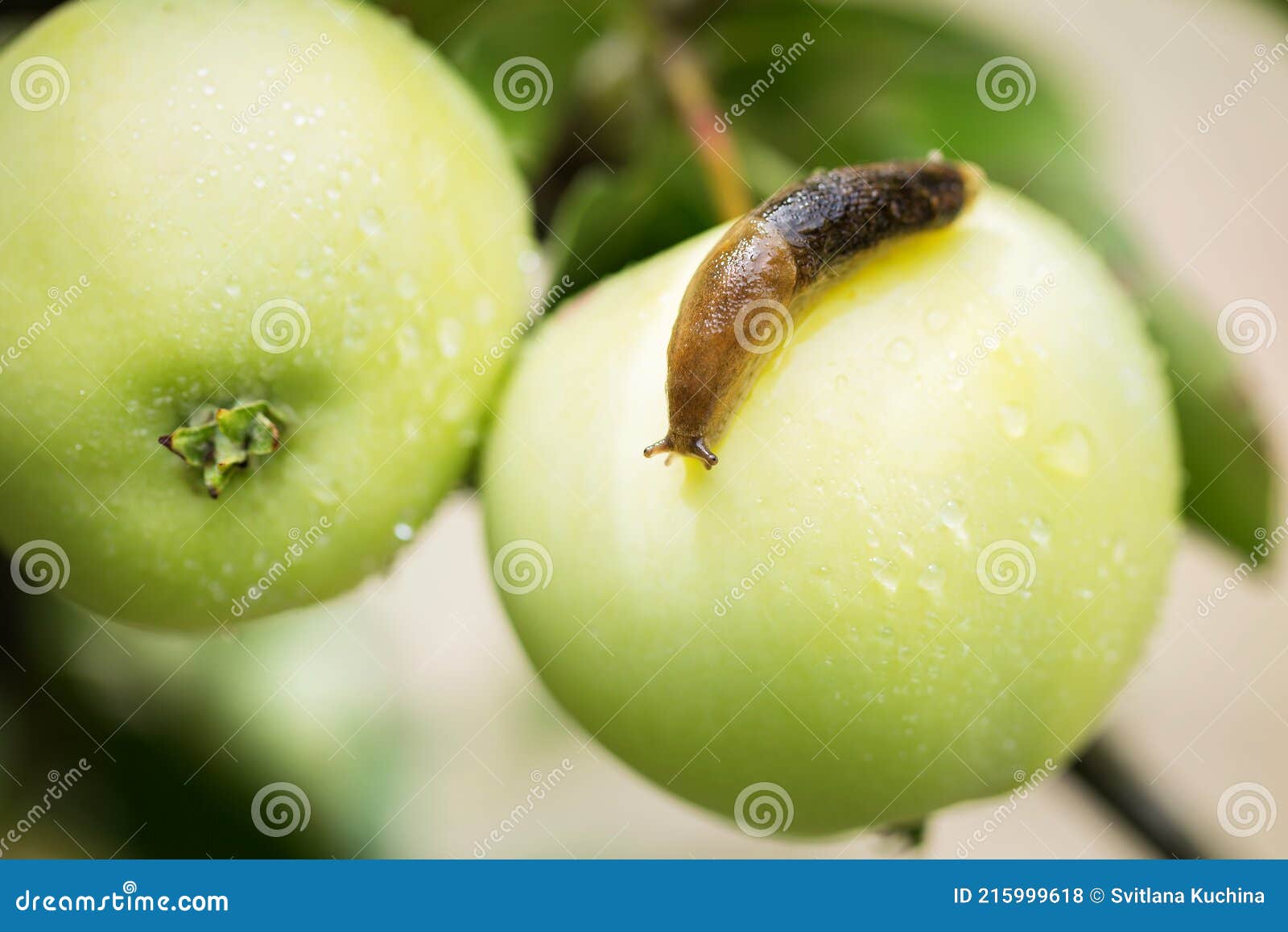 Slug Crawls through a Green Apple Stock Photo - Image of slow, slug ...