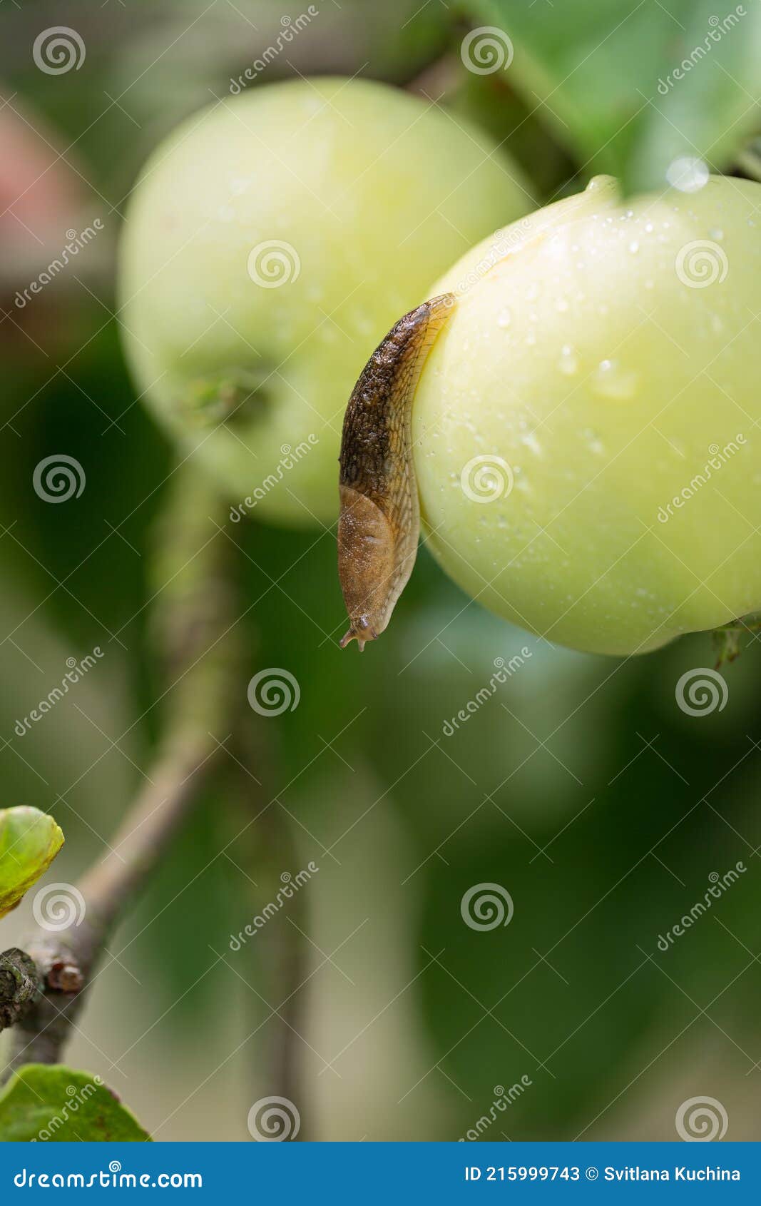 Slug Crawls through a Green Apple Stock Image - Image of slug, pest ...