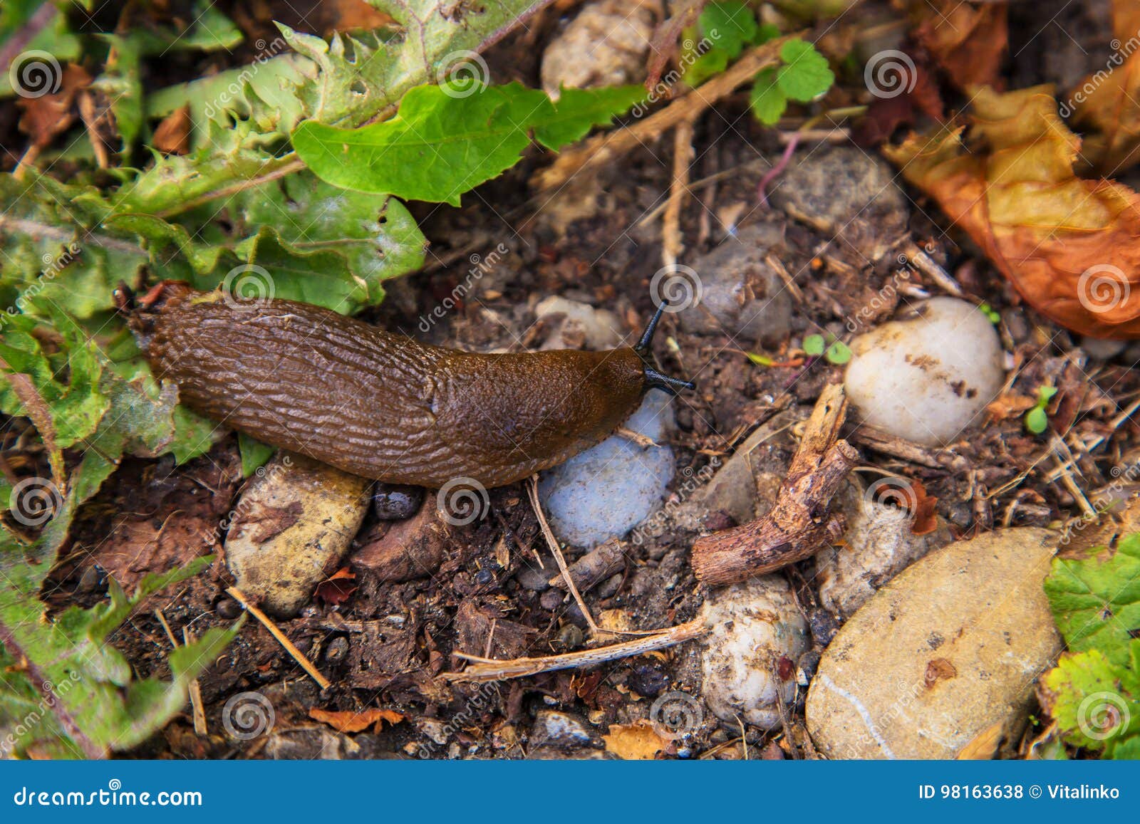 Slug crawls on the ground stock photo. Image of lusitanian - 98163638