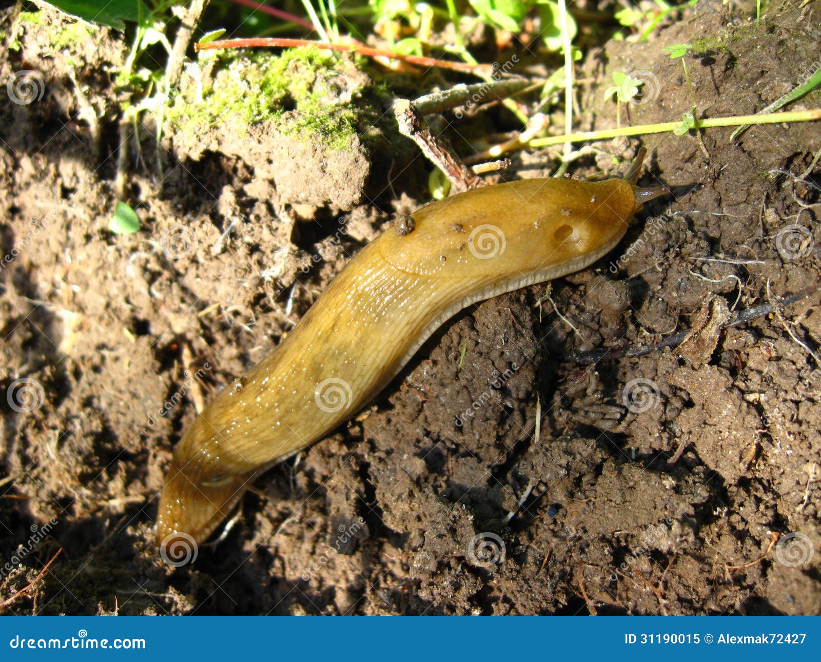 Slug Creeping on the Ground Stock Image - Image of humid, dangerous ...