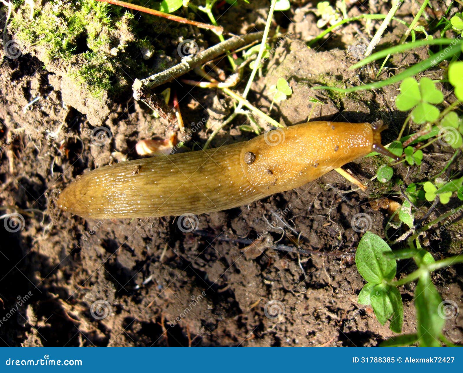 Slug Creeping on the Ground Stock Image - Image of swampy, sliding ...