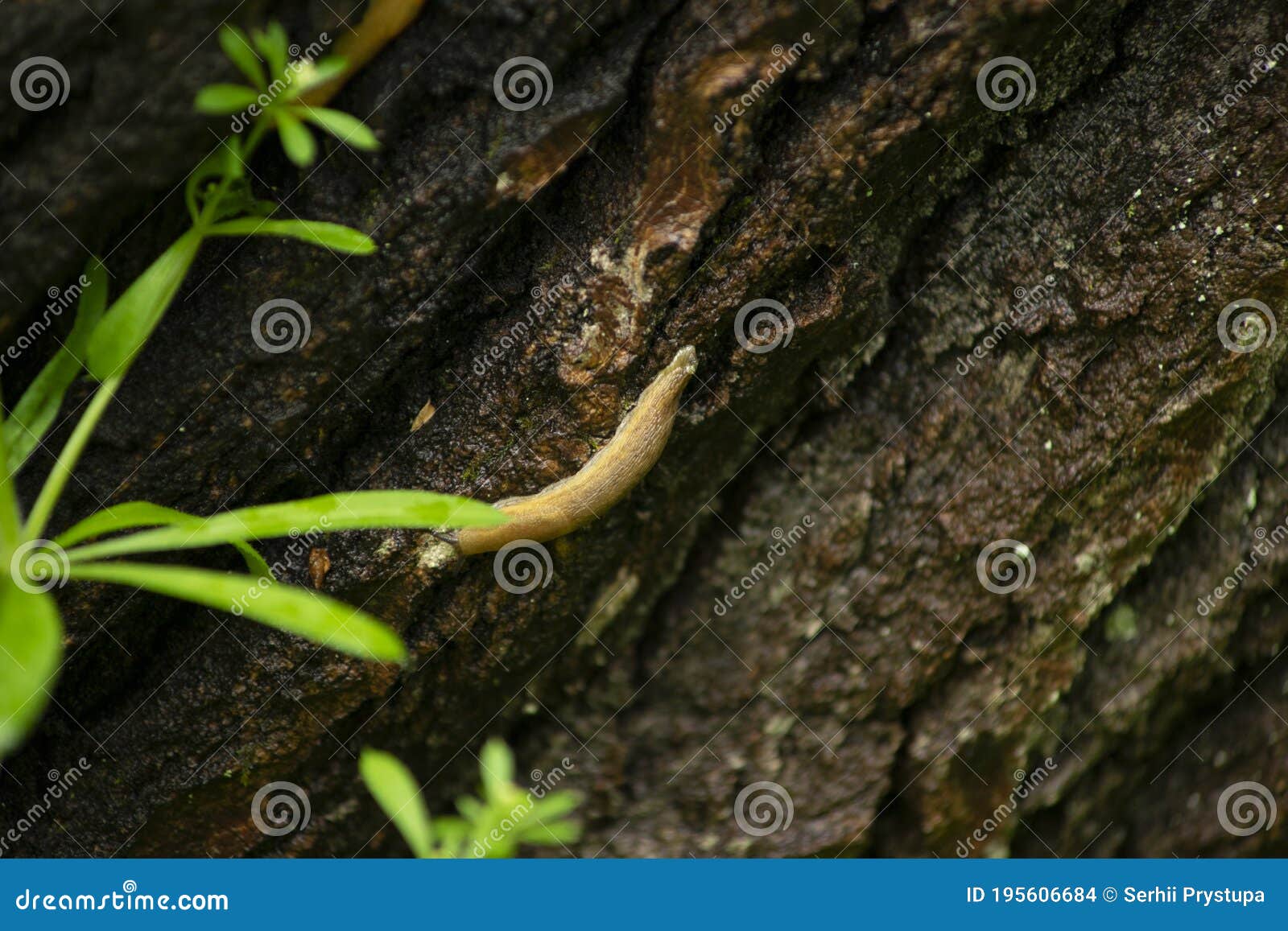 Slug Creeping on a Wet Tree Overgrown with Moss Stock Photo - Image of ...