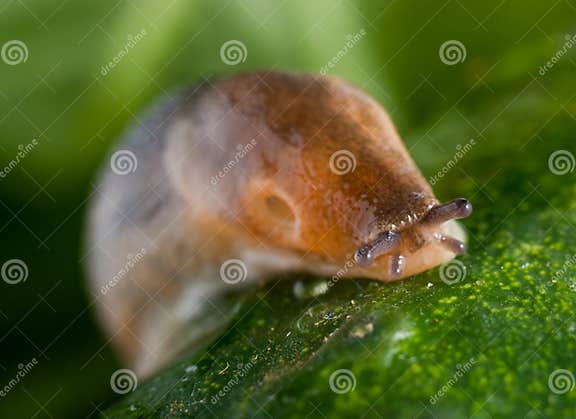 Slug Creeps on a Cucumber Surface Stock Photo - Image of macro, palpus ...
