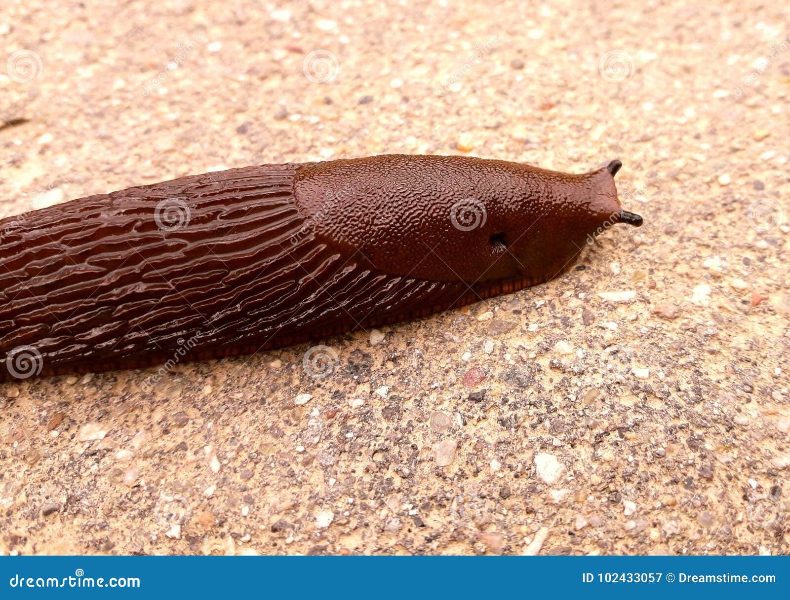 Slug on the road stock image. Image of track, road, molluscs - 102433057