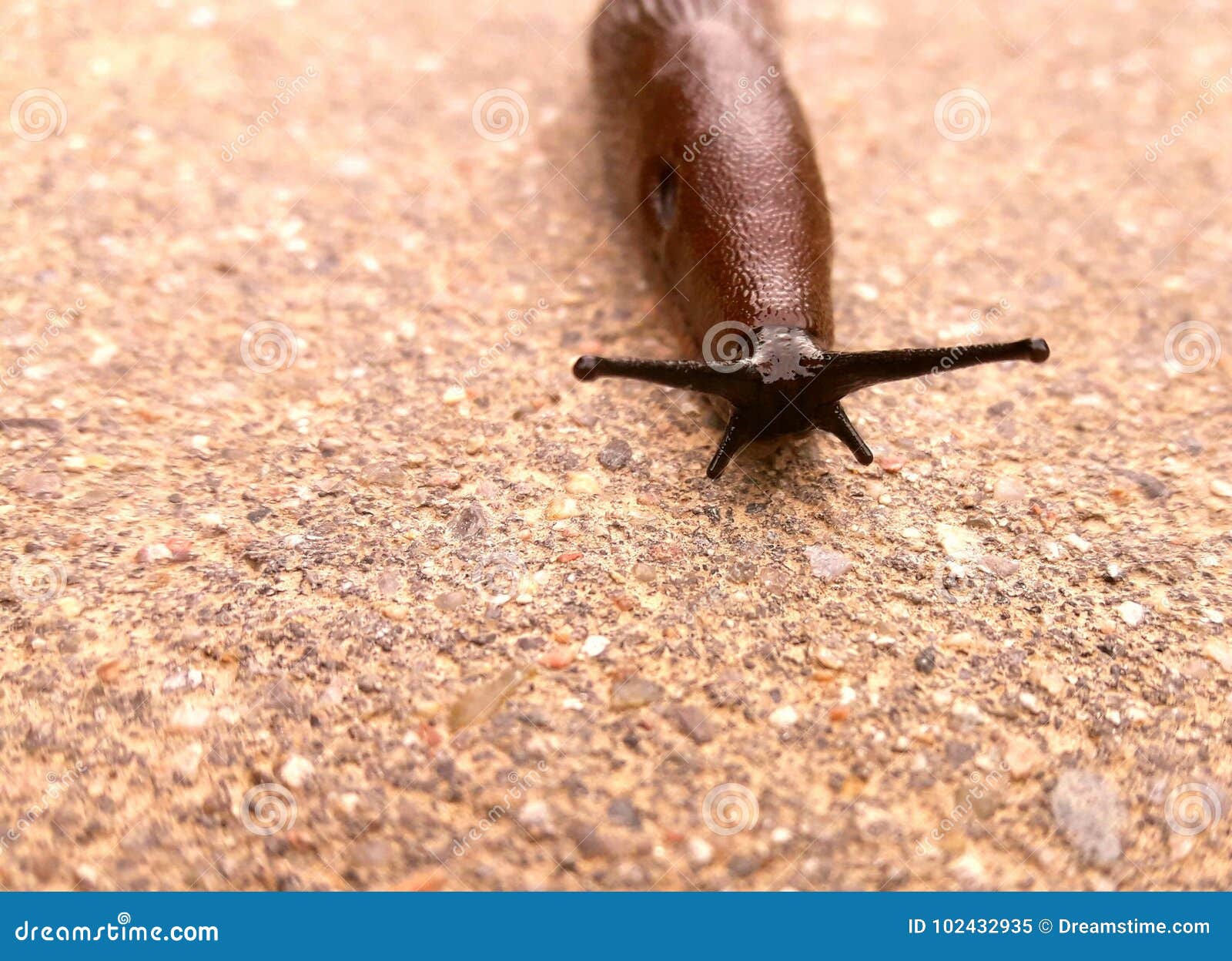 Slug on the road stock image. Image of unhurriedly, spot - 102432935