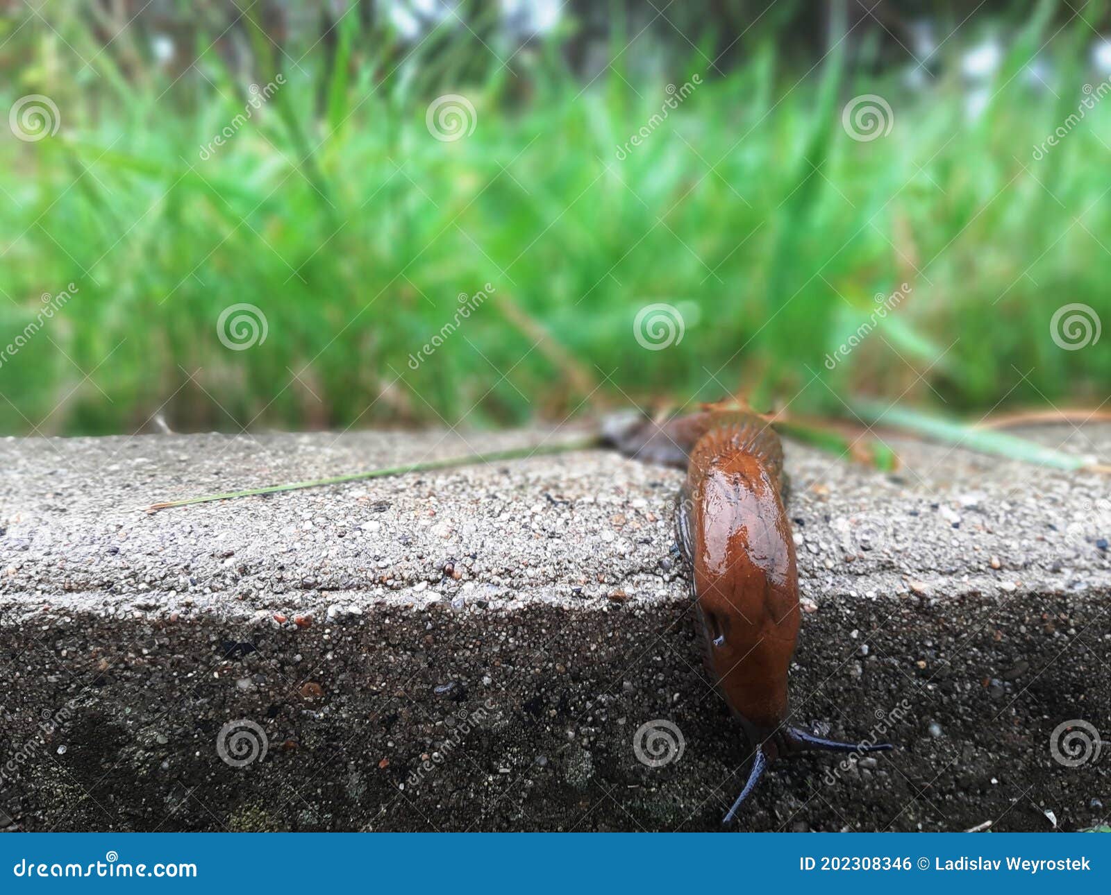 Slug on a Curb 01 stock photo. Image of detail, color - 202308346