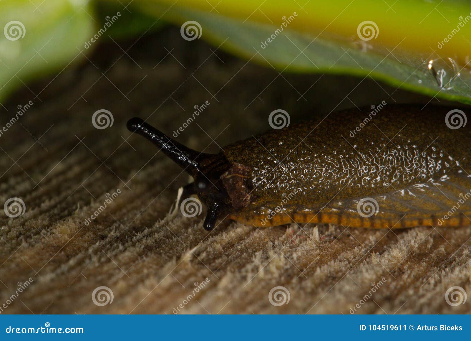 Slug with dews stock image. Image of dews, cows, crawl - 104519611