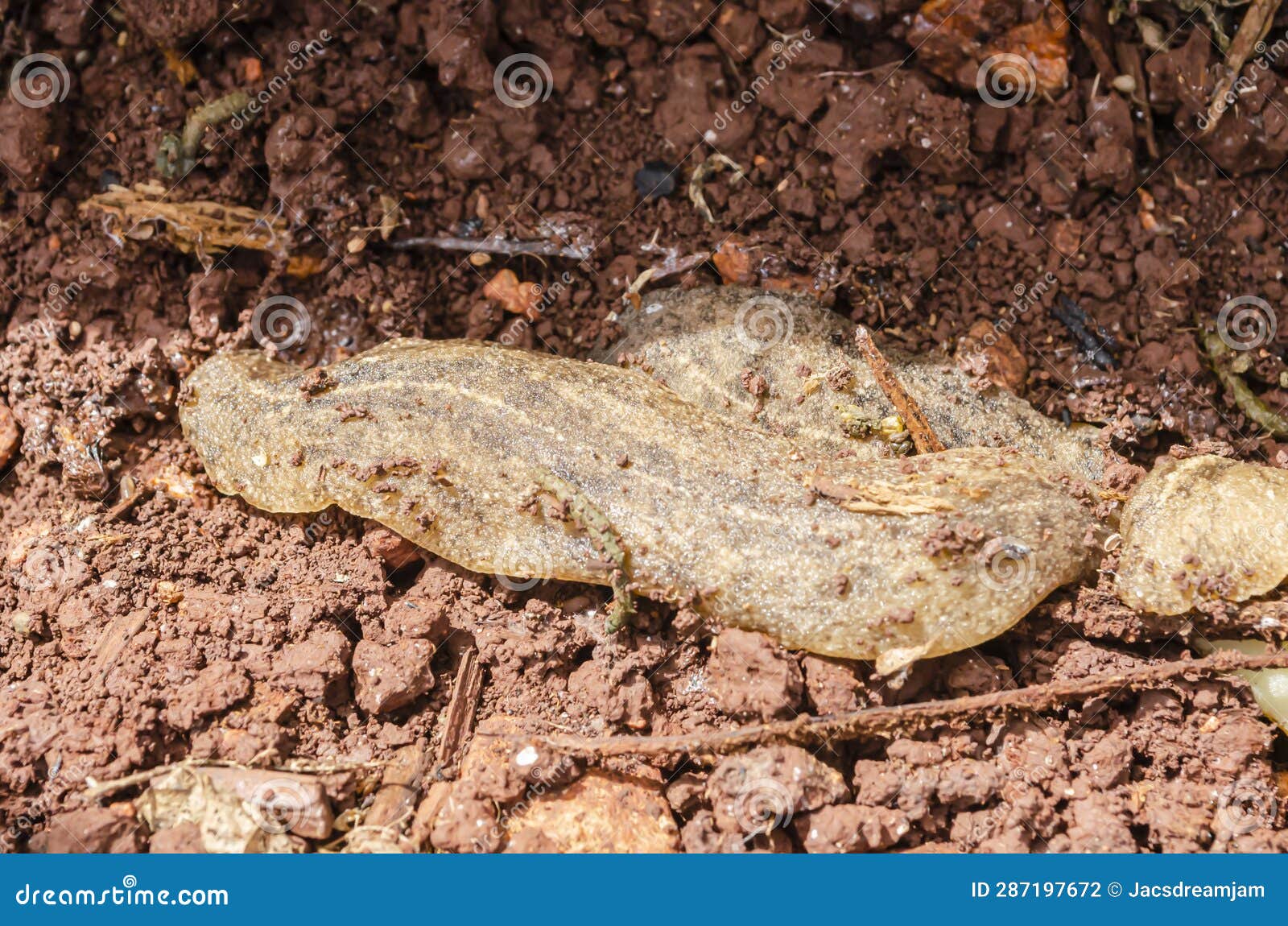 Slug in Dirt stock photo. Image of tropical, floridana - 287197672