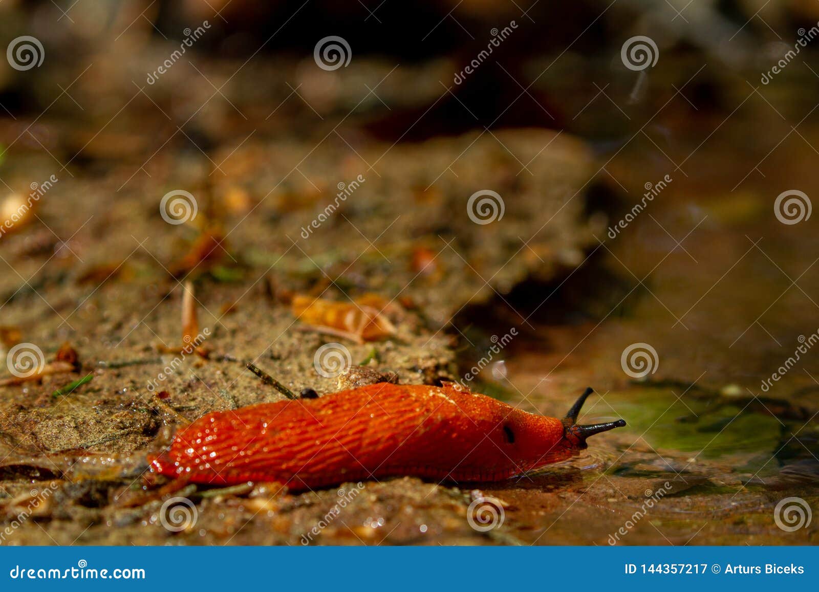 Slug stock image. Image of water, pest, slowly, problem - 144357217
