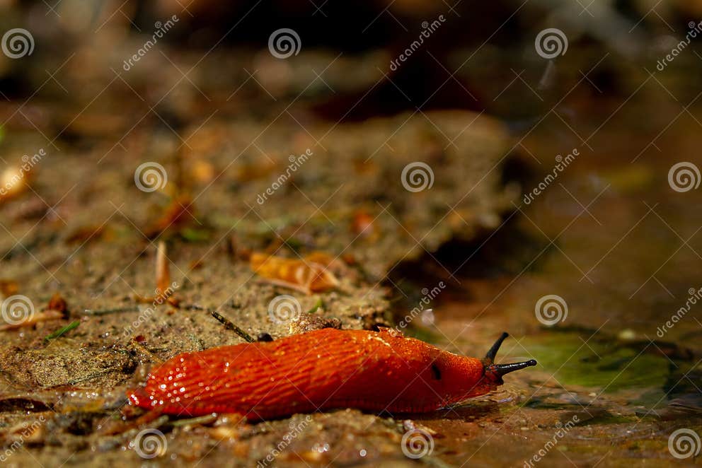 Slug stock image. Image of water, pest, slowly, problem - 144357217