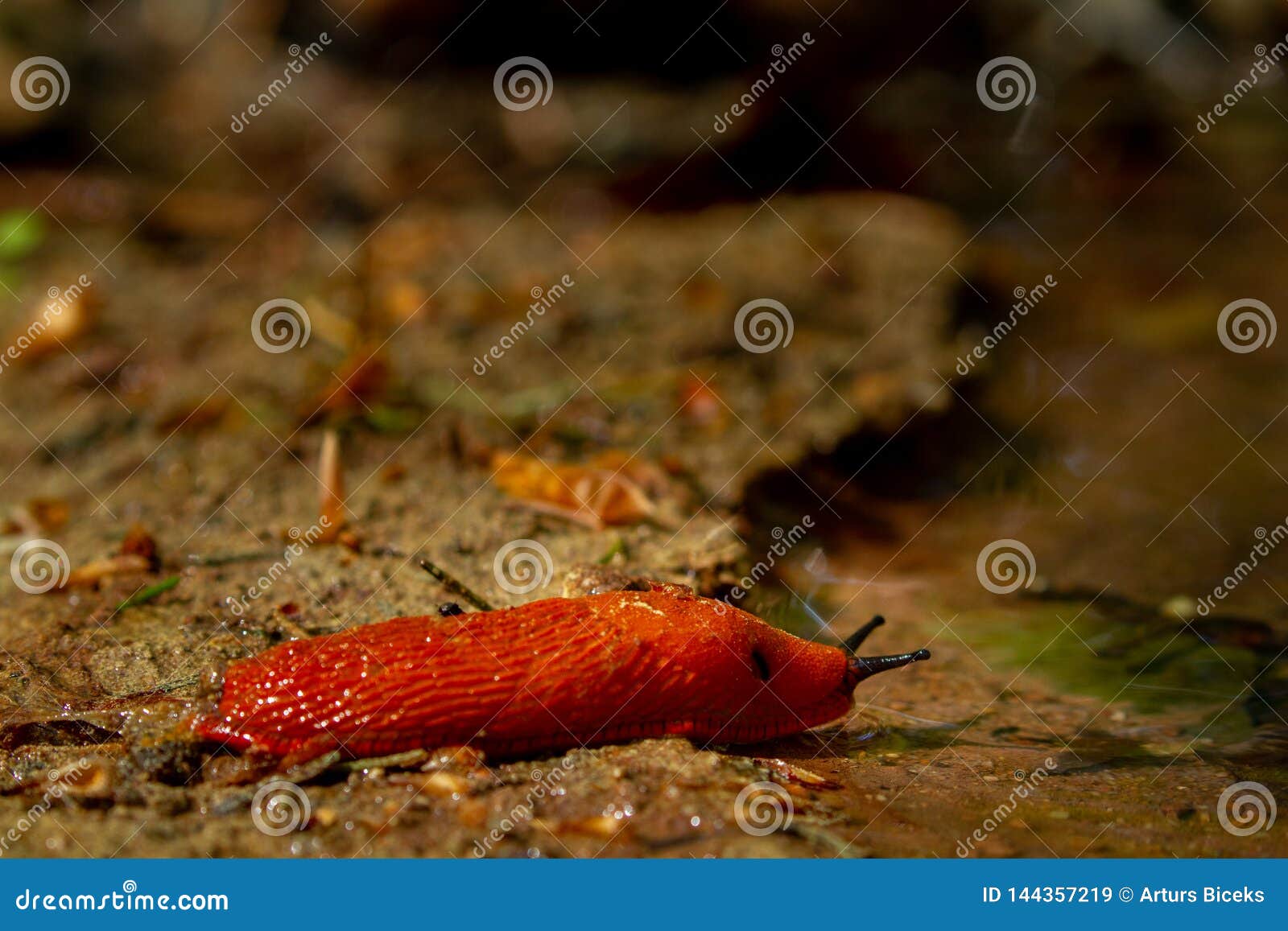 Slug stock image. Image of arion, animal, natural, slugs - 144357219