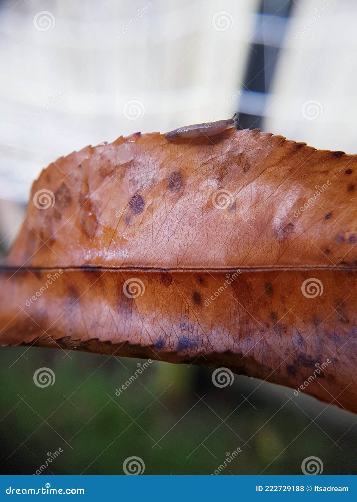 Slug on dry leaf stock photo. Image of slug, garden - 222729188