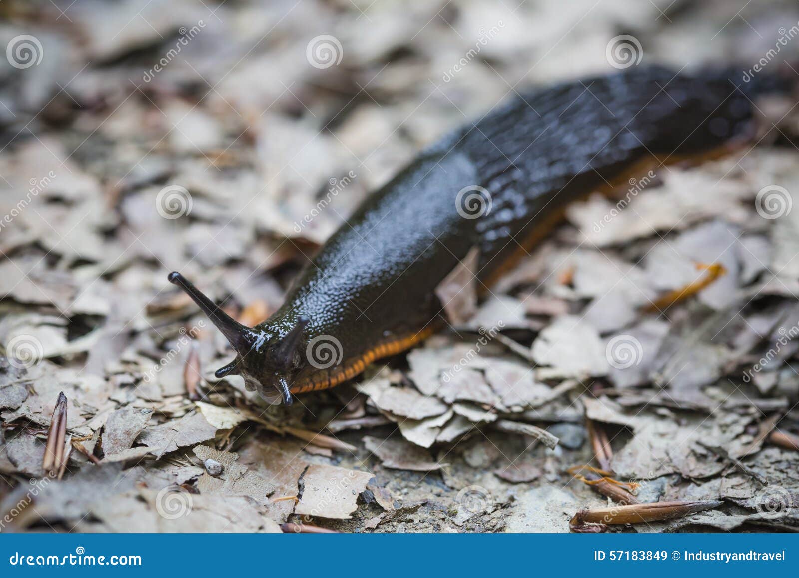 Slug on dry leafs stock image. Image of slug, brown, summer - 57183849