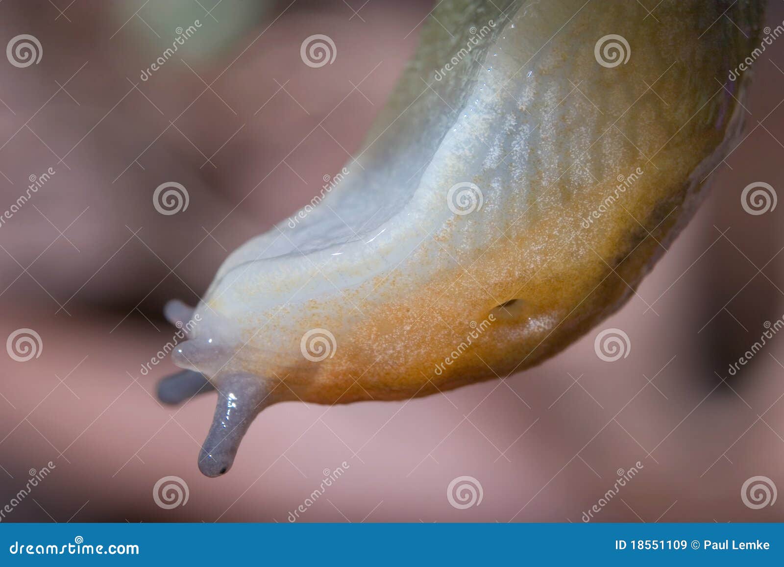 Slug, Dusky Arion stock image. Image of arion, animal - 18551109