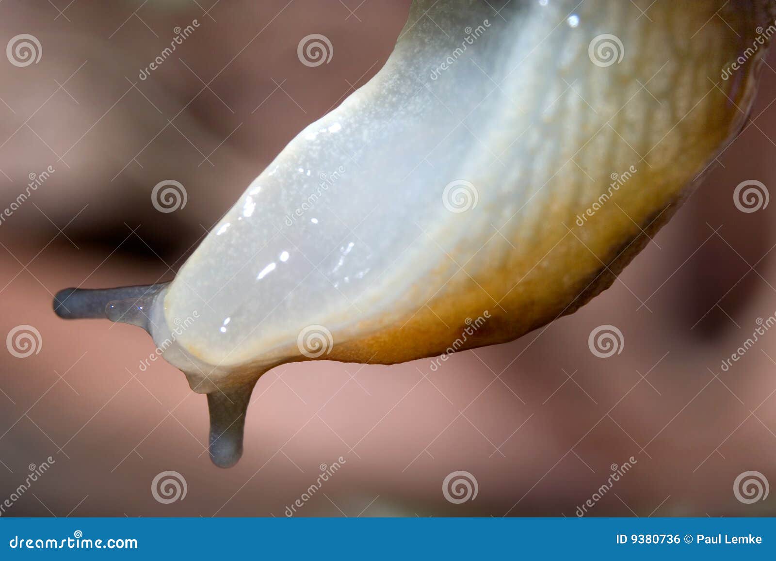 Slug, Dusky Arion stock photo. Image of arion, gastropoda - 9380736
