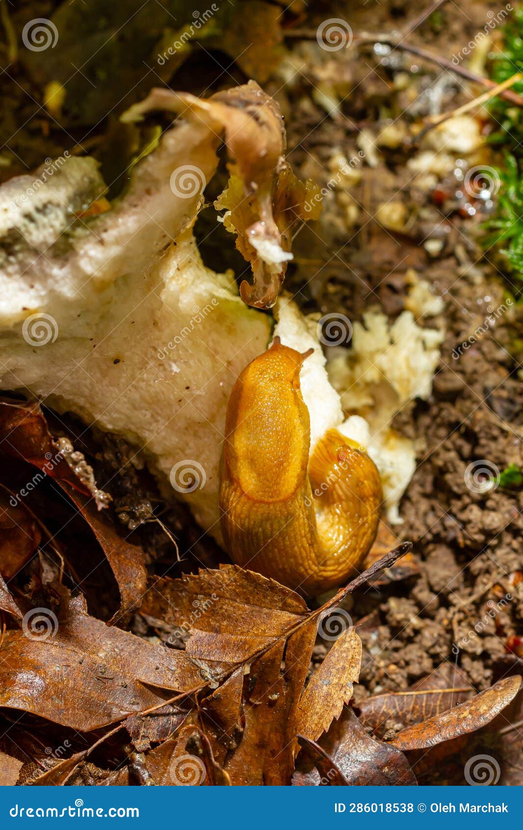 Slug, Dusky Arion, Arion Subfuscus, Terrestrial Snail Eating a Mushroom ...