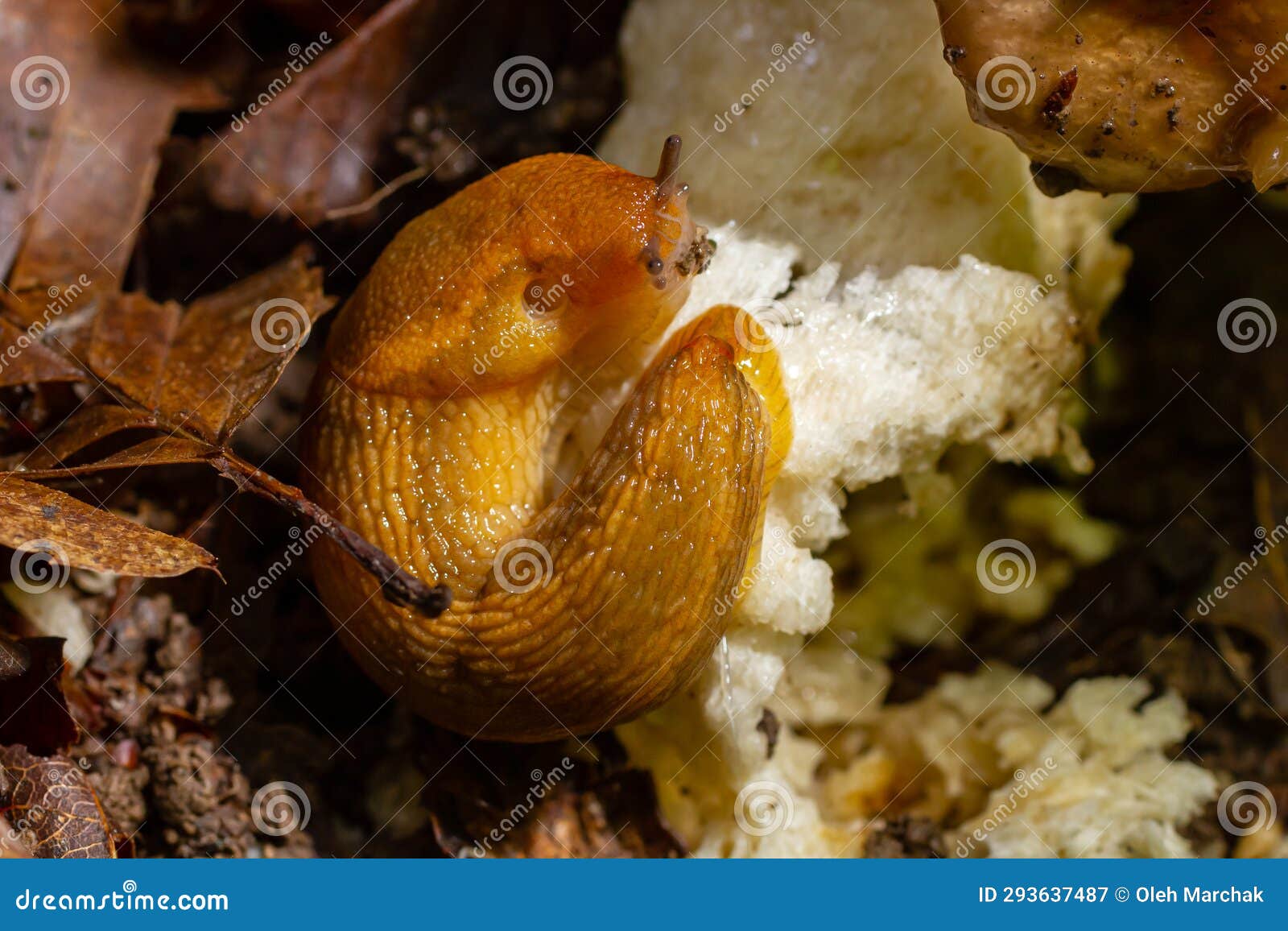 Terrestrial Snail Eating Snake Royalty-Free Stock Image | CartoonDealer ...