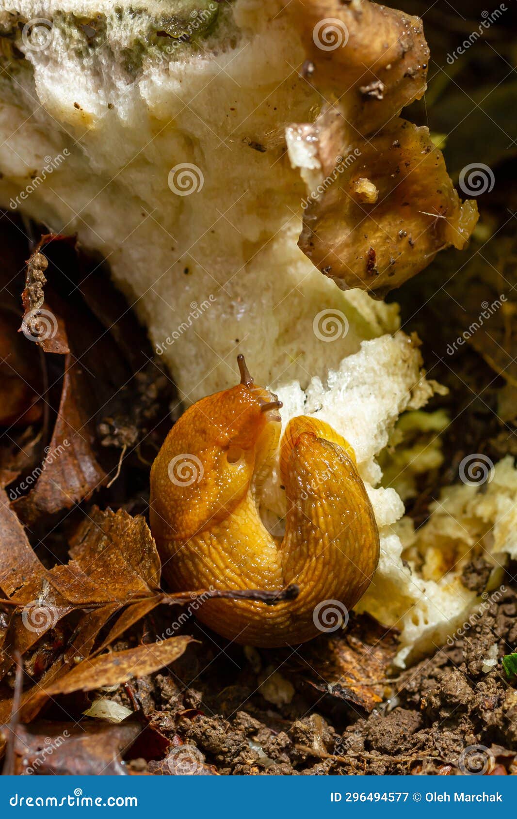 Slug, Dusky Arion, Arion Subfuscus, Terrestrial Snail Eating a Mushroom ...