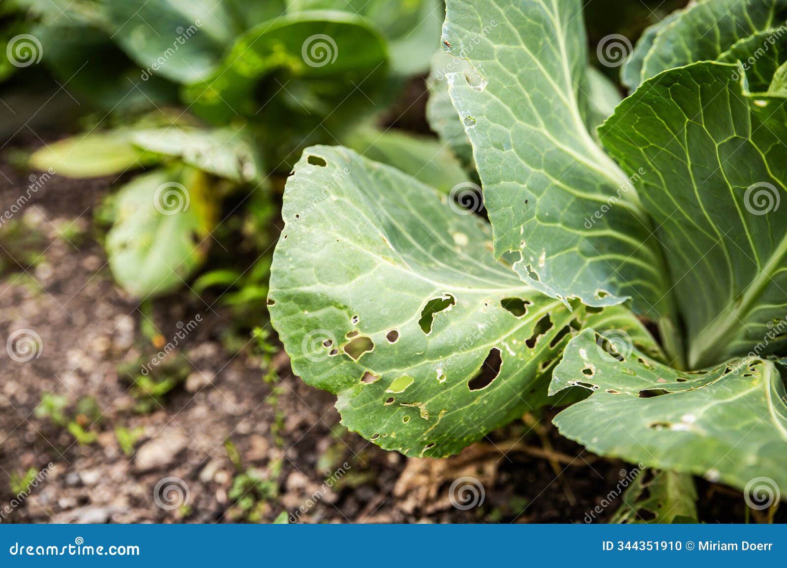 Slug-eaten Cabbage in Your Own Garden Stock Photo - Image of pest ...