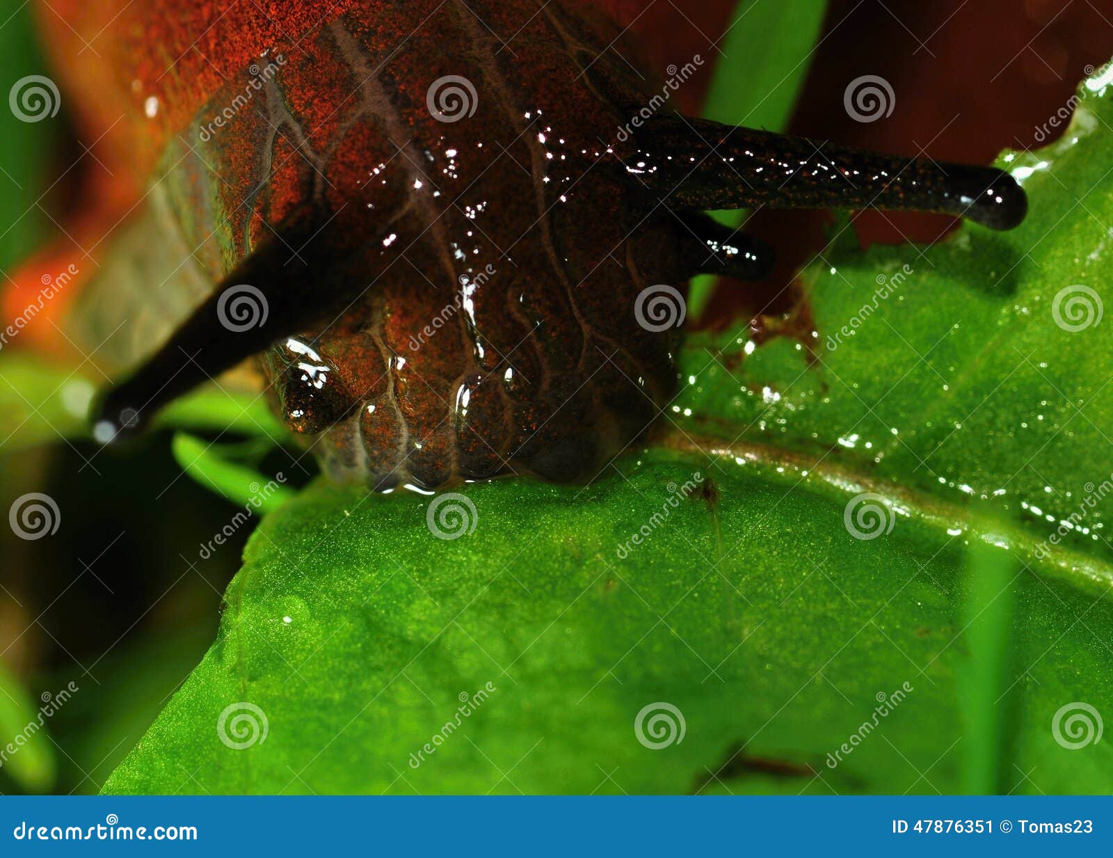 Slug Eating Snail Grain Stock Image | CartoonDealer.com #118170517