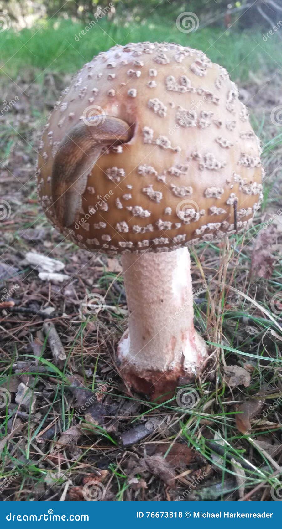 Slug eating mushroom stock photo. Image of early, morning - 76673818