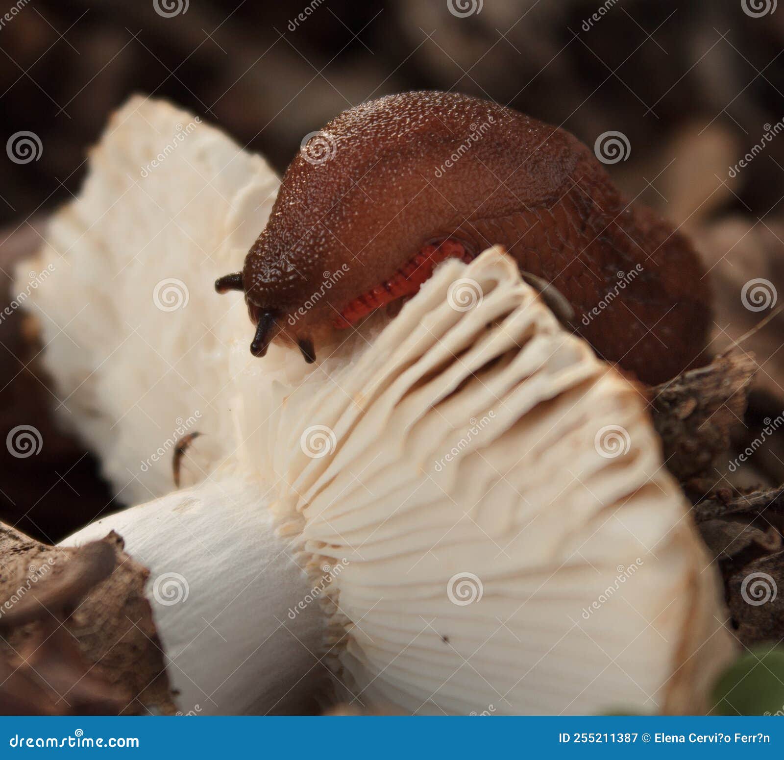 Slug Eating a Russula in the Forest Stock Image - Image of slug, eating ...