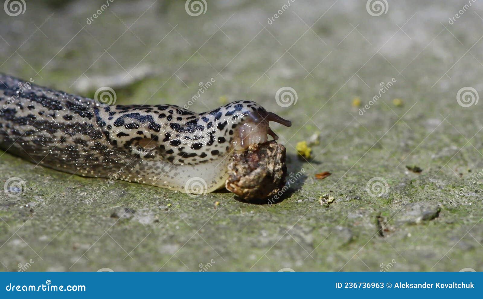 The Slug Eats the Dried Cherry Fruit. the Structure of the Radula or ...