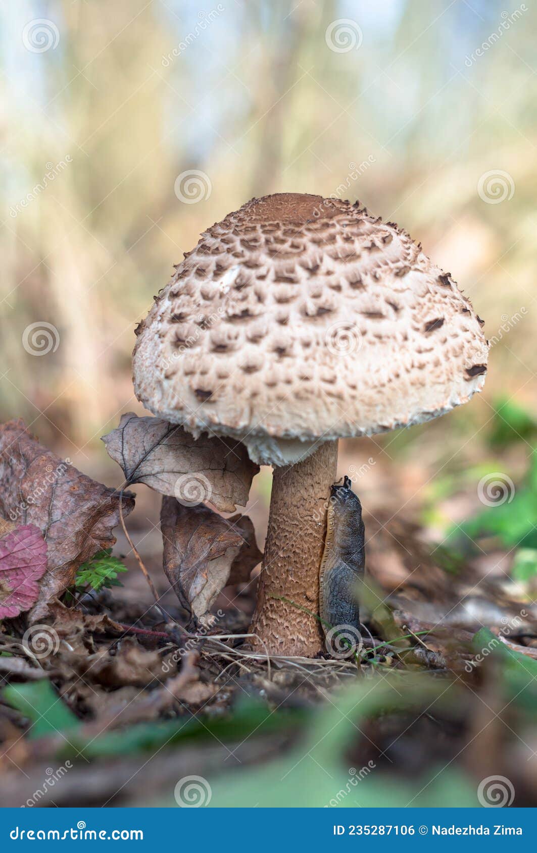 A Slug Eats a Mushroom. Gastropoda on the Stalk of the Mushroom Stock ...
