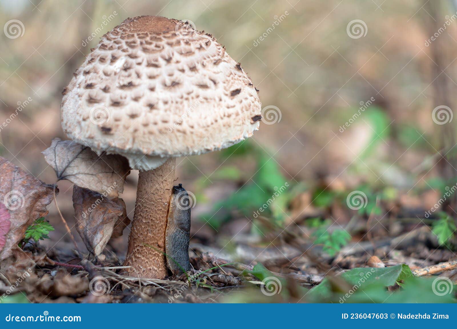 A Slug Eats a Mushroom. Gastropoda on the Stalk of the Mushroom Stock ...