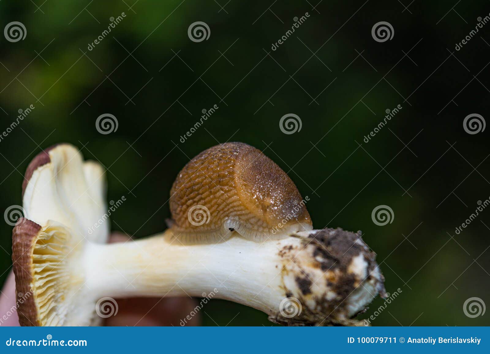 Slug En El Pie De Una Seta Del Bosque Imagen de archivo - Imagen de ...