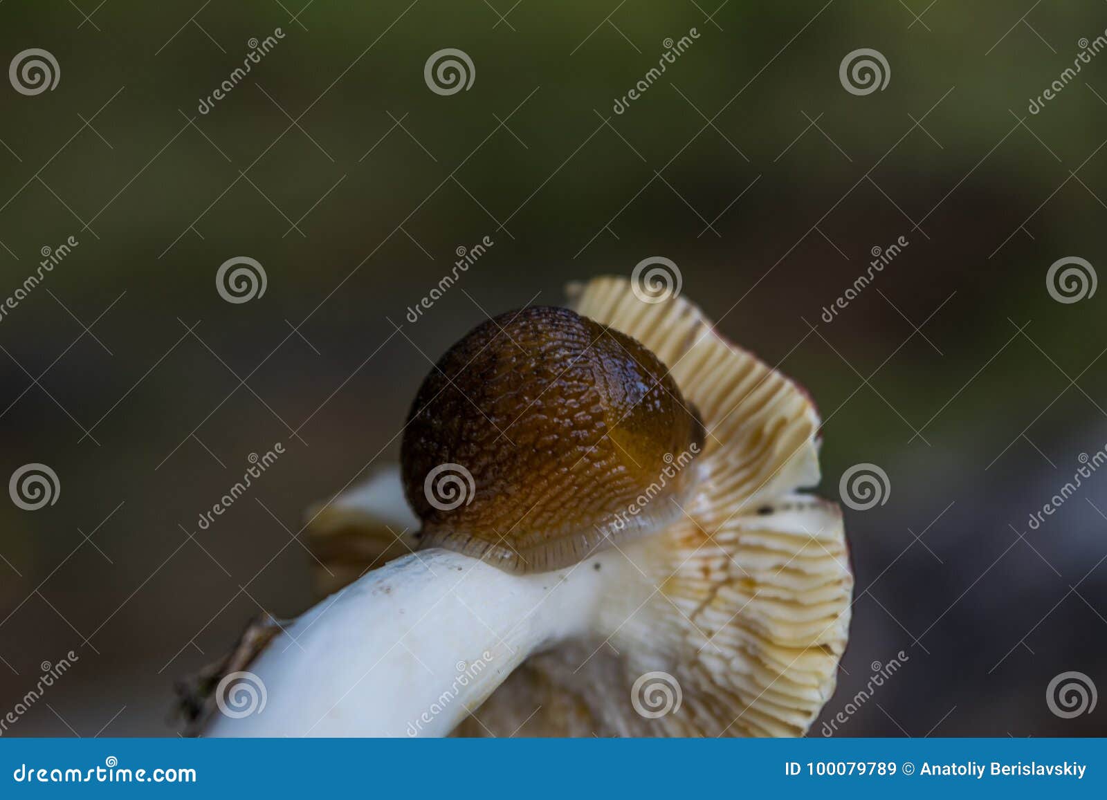 Slug En El Pie De Una Seta Del Bosque Imagen de archivo - Imagen de ...