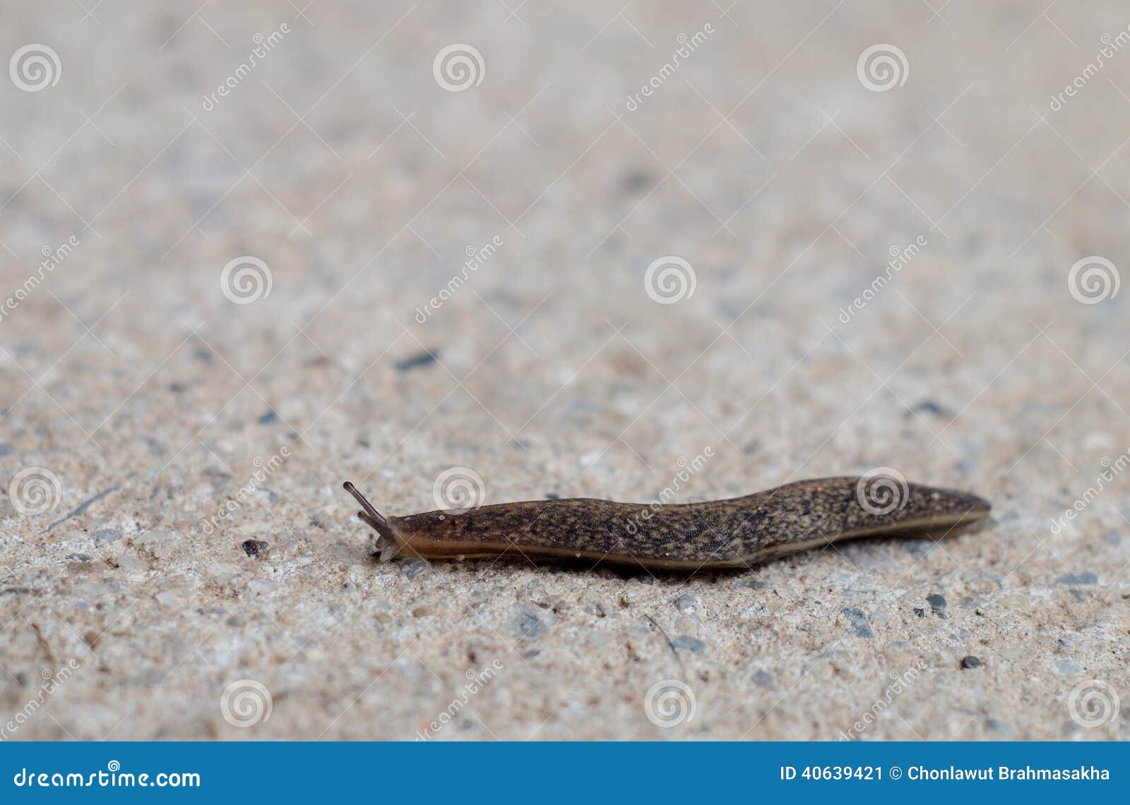Slug on the floor stock image. Image of deroceras, animals - 40639421