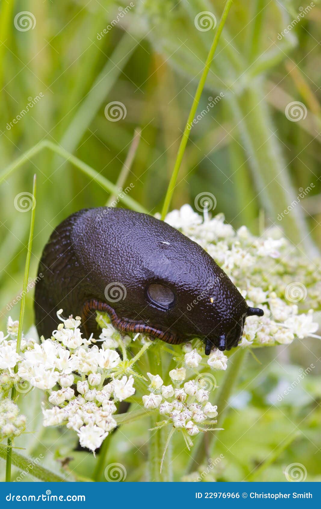 Slug on a Flower stock photo. Image of animal, feeding - 22976966