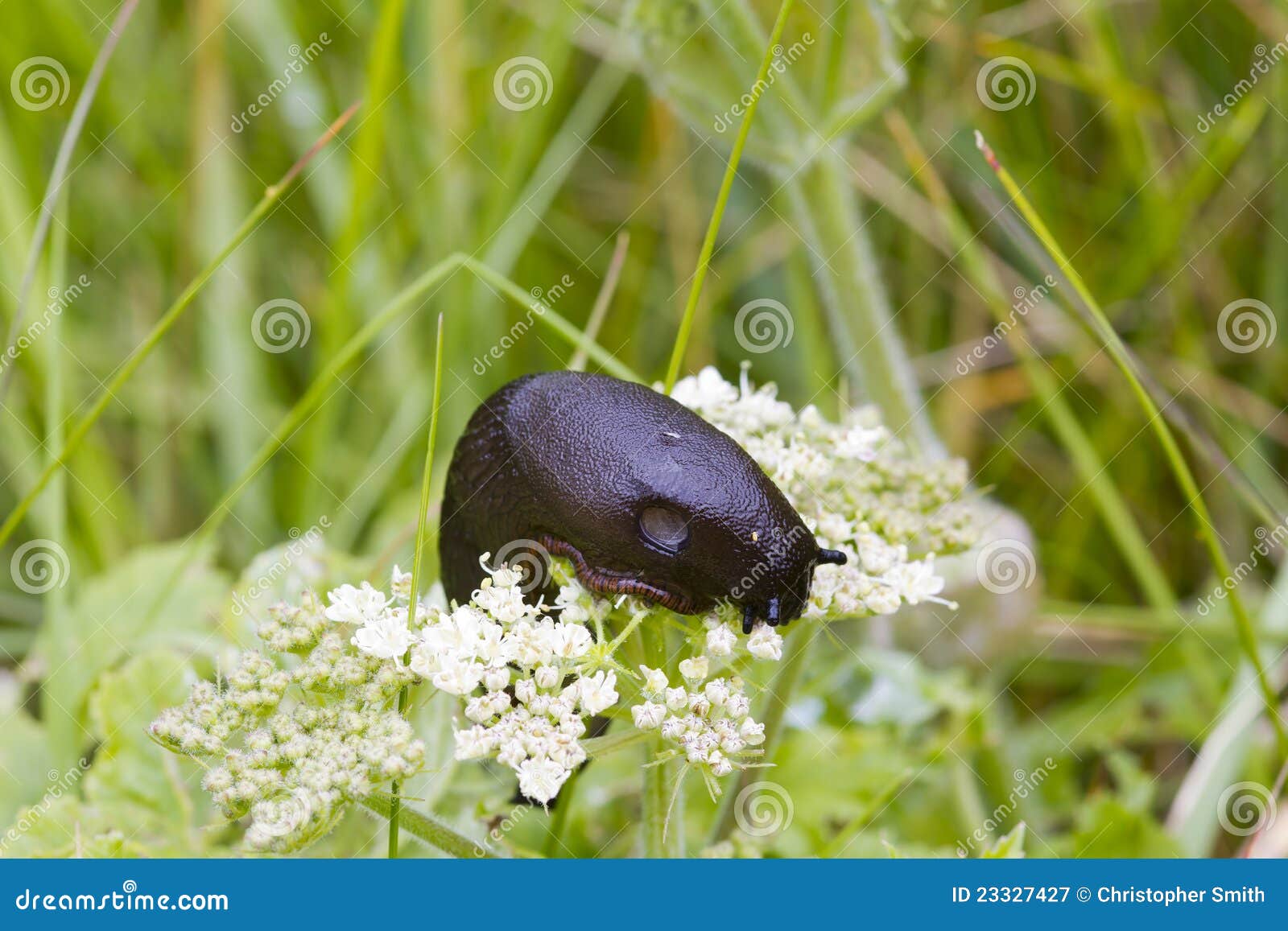 Slug on a Flower stock image. Image of flower, slug, animal - 23327427