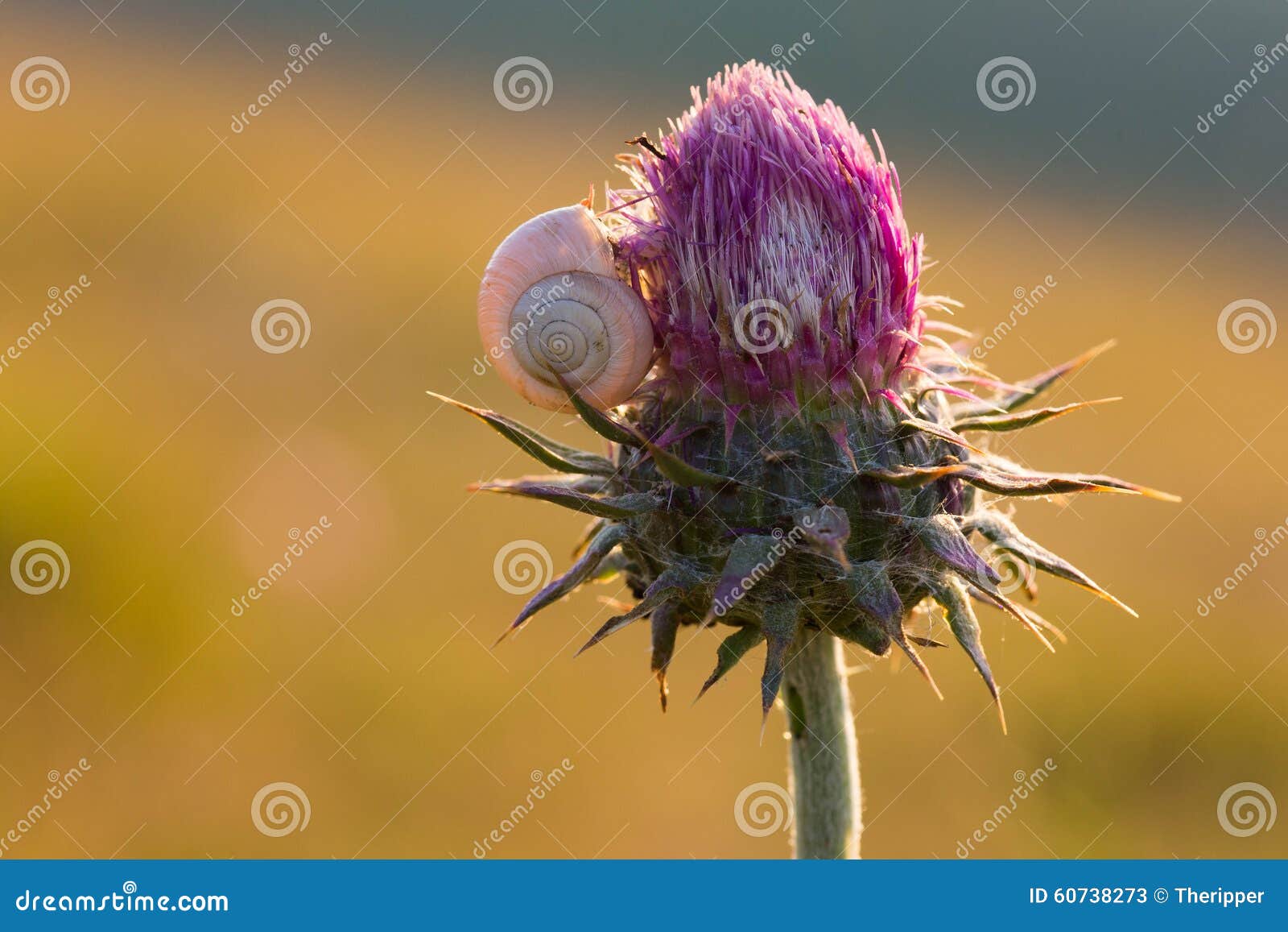 Slug on a flower stock image. Image of closeup, slithering - 60738273