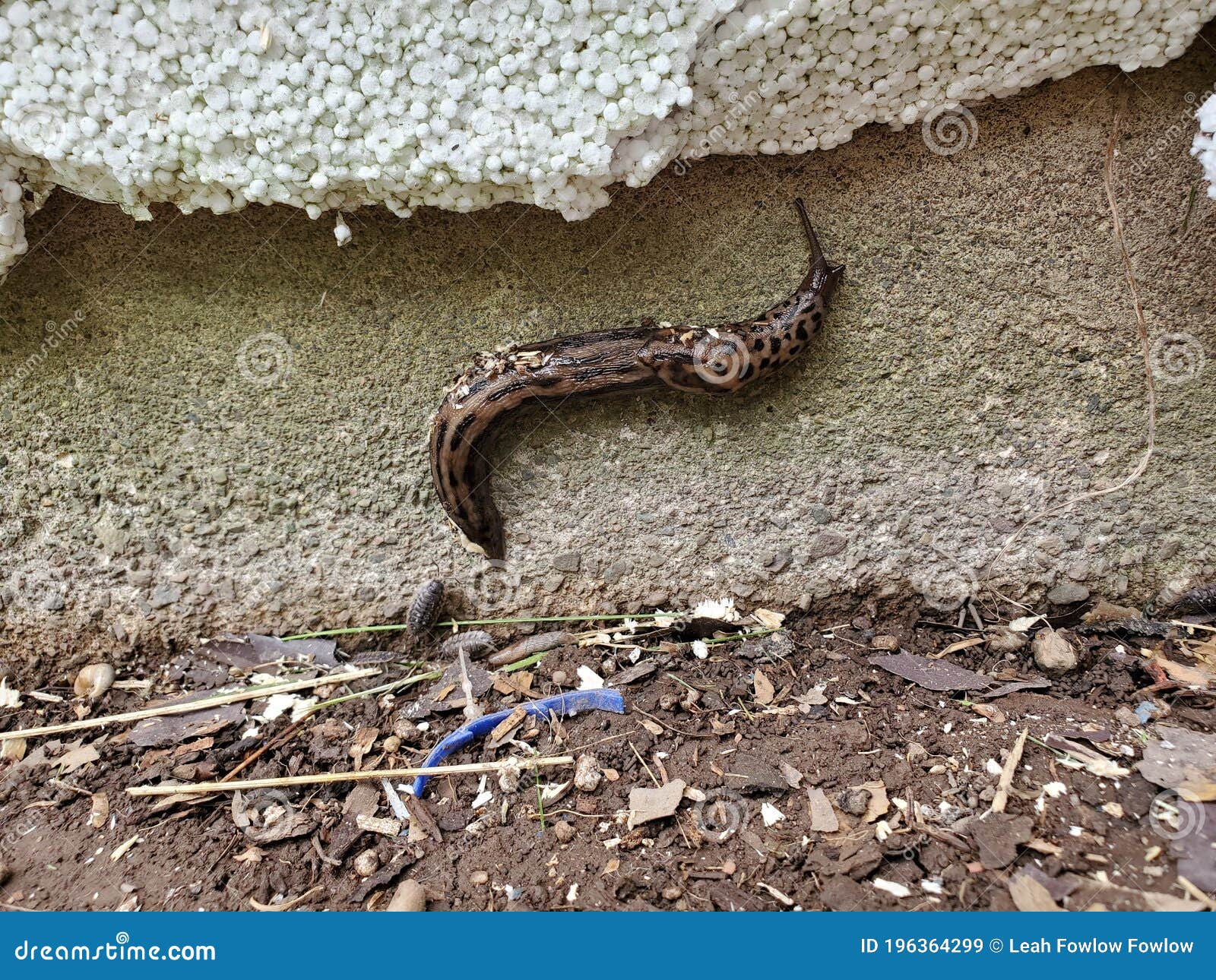 Slug fun stock image. Image of dirt, slug, brown, black - 196364299