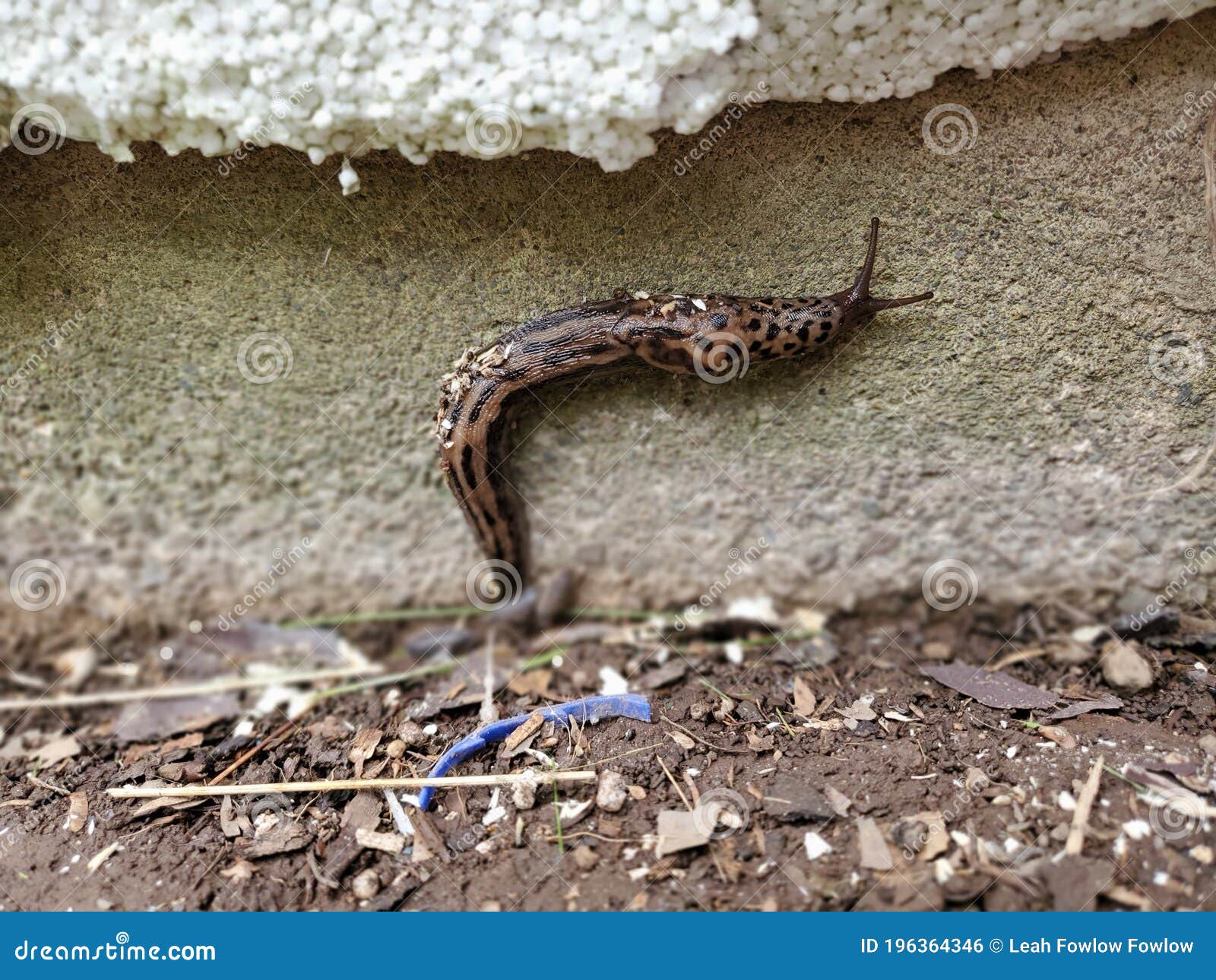 Slug fun stock photo. Image of brown, black, dirt, striped - 196364346